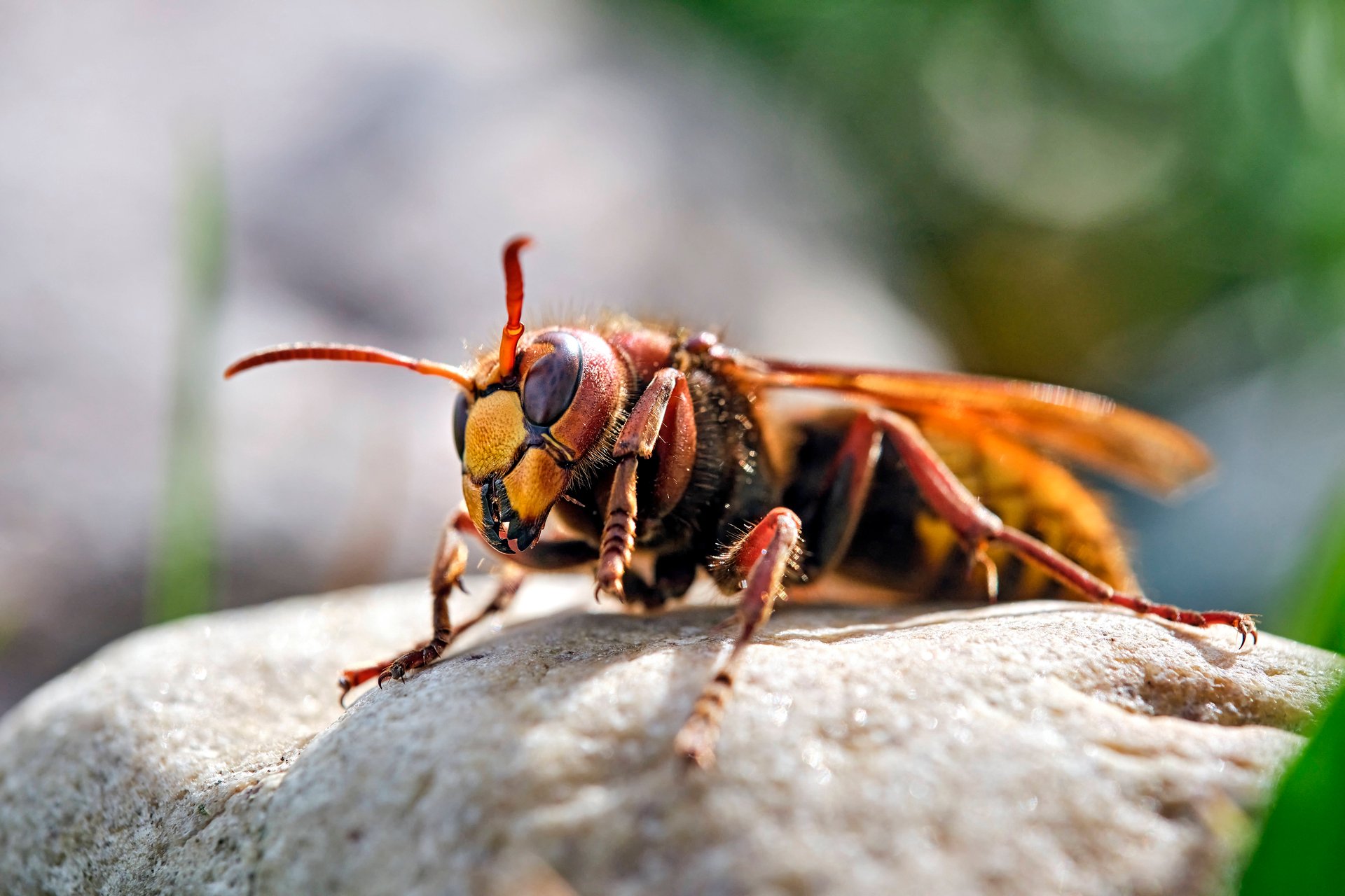 Wer jetzt nicht handelt, bekommt bald Besuch von Hornissen im Garten
