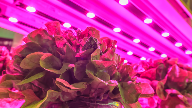 5 of the biggest mistakes you make when trying to grow vegetables indoors