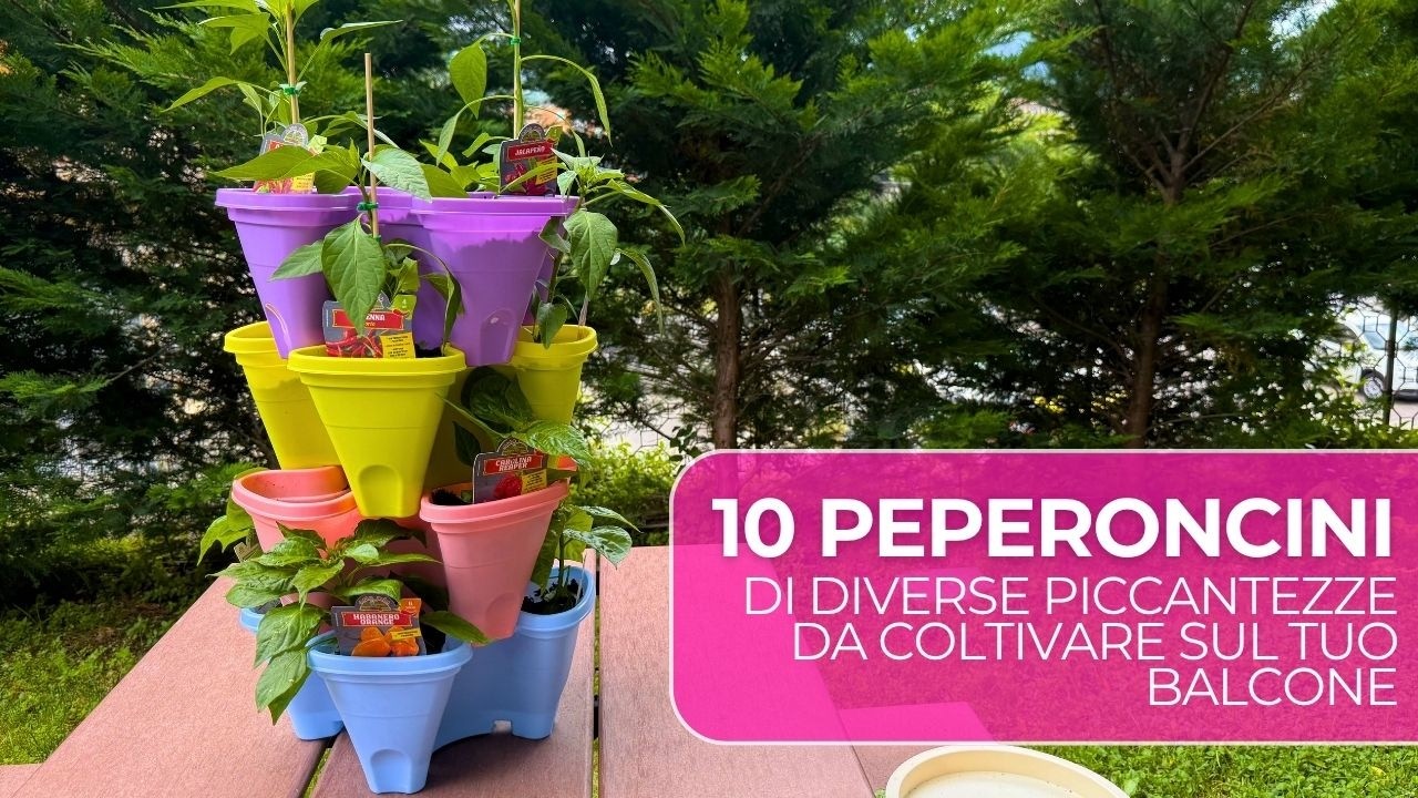 10 peperoncini di diverse piccantezze da coltivare sul balcone