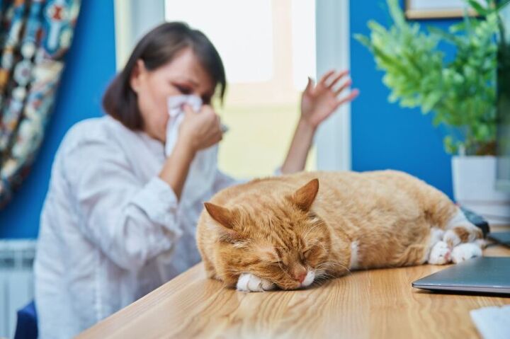 Pet allergies at home? 6 tips to keep your pet and stay healthy