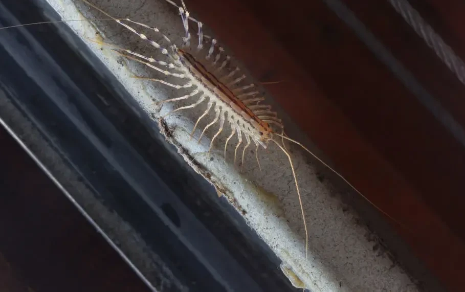 Martha Stewart promotes non-toxic centipede control tips