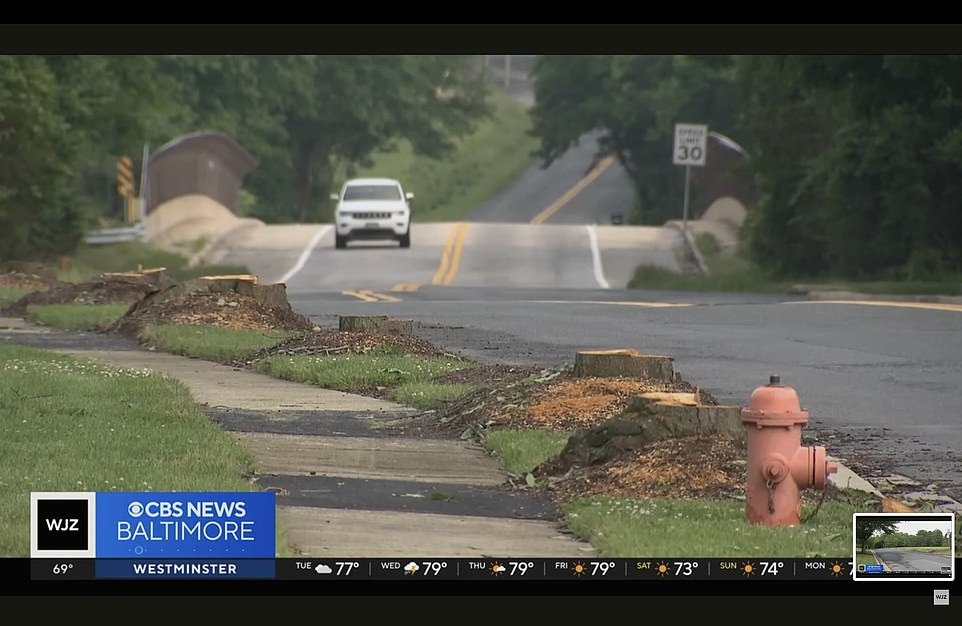 Maryland suburb outraged after cherry blossom trees cut down