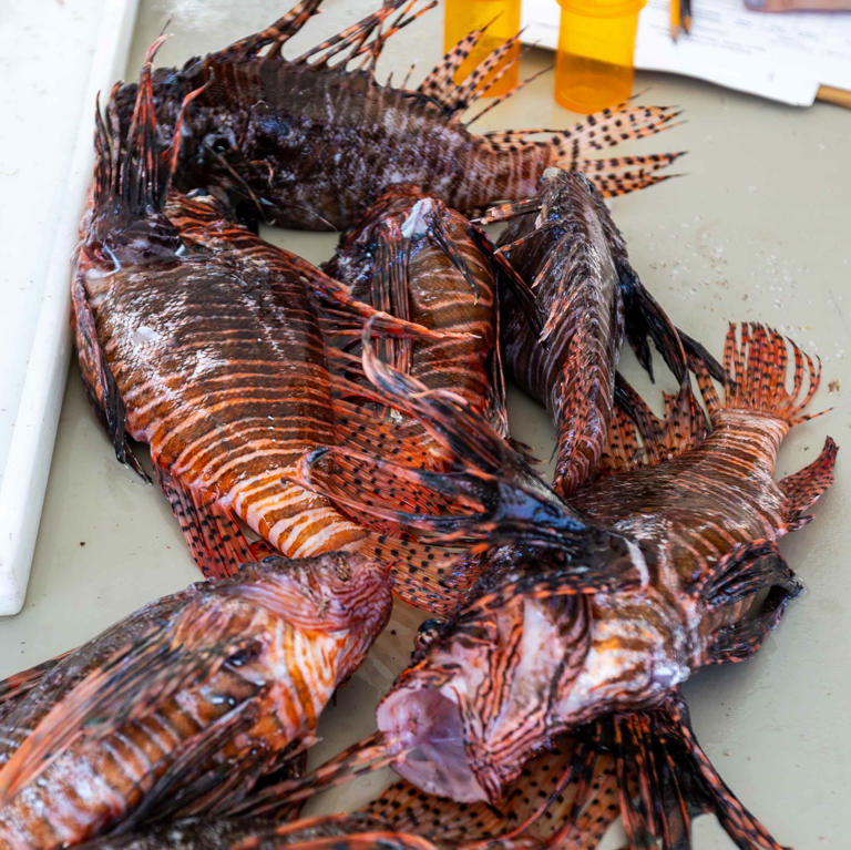 Divers remove more than 20,000 lionfish in Florida tournament
