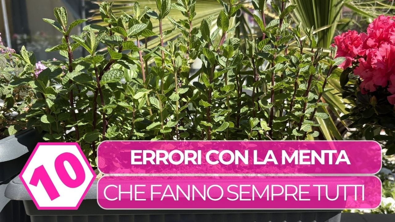 10 errori con la menta che fanno sempre tutti