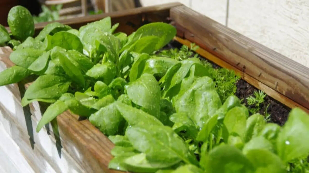 How to grow spinach year-round in small spaces