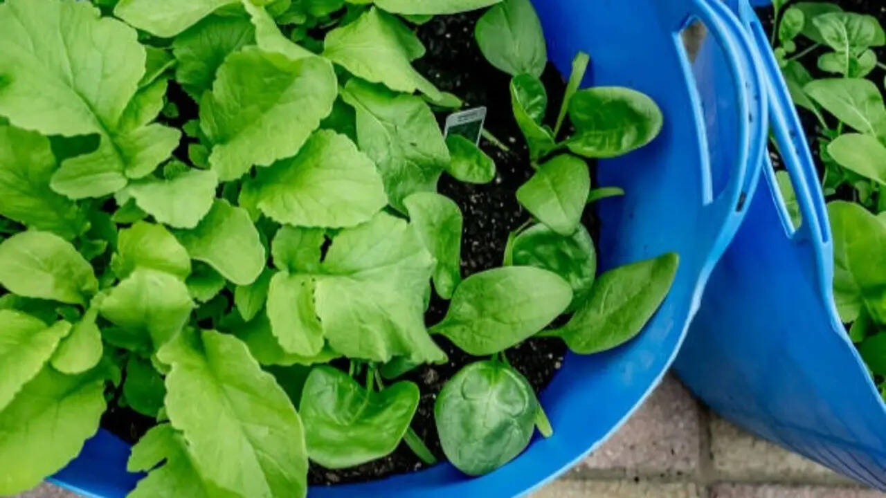 7 vegetables that grow easily in pots