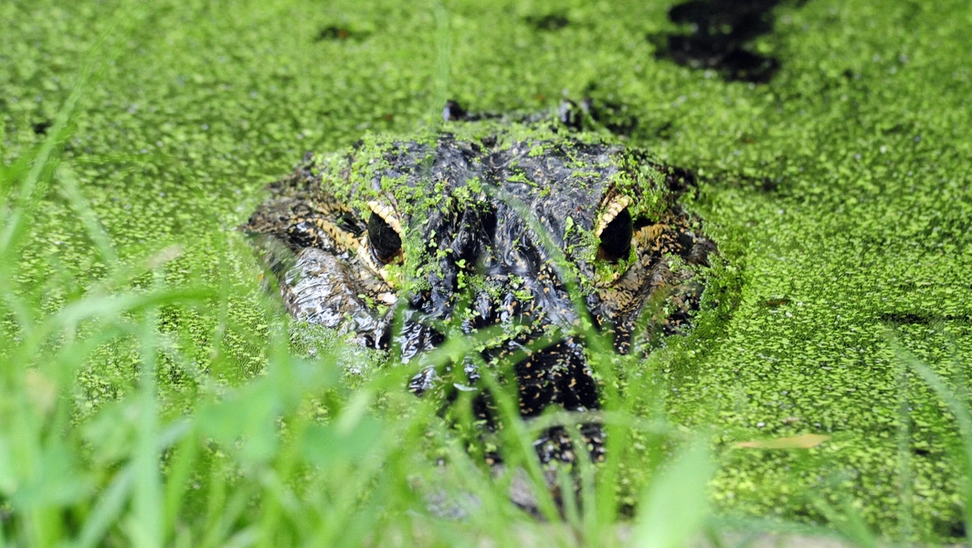 Calm 9-foot alligator roams NC neighborhood before capture