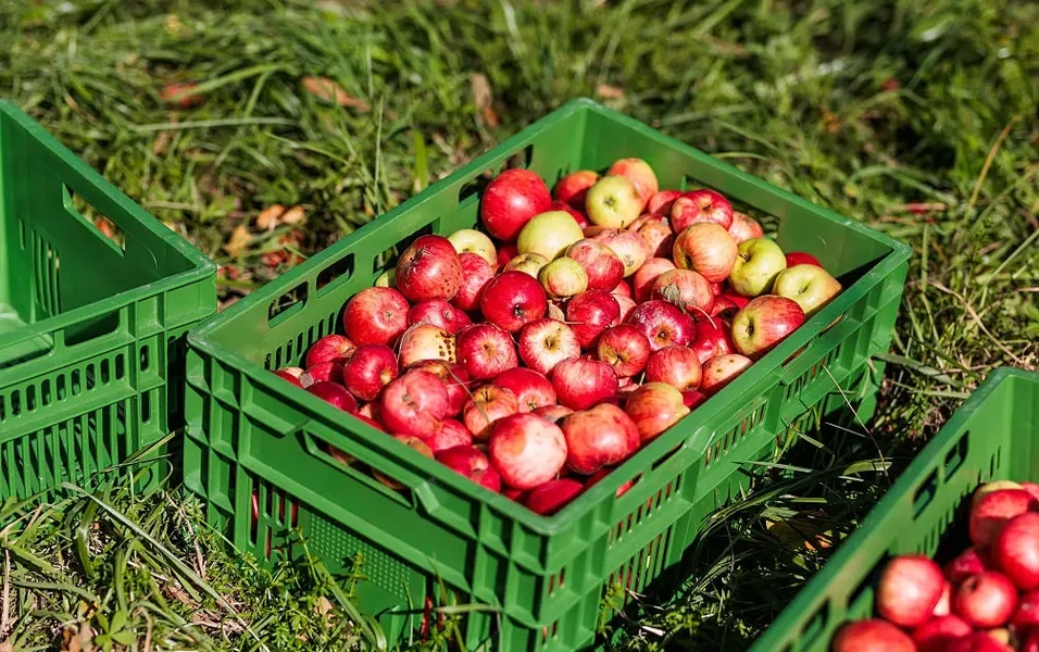 Apple baking tips for cozy fall days