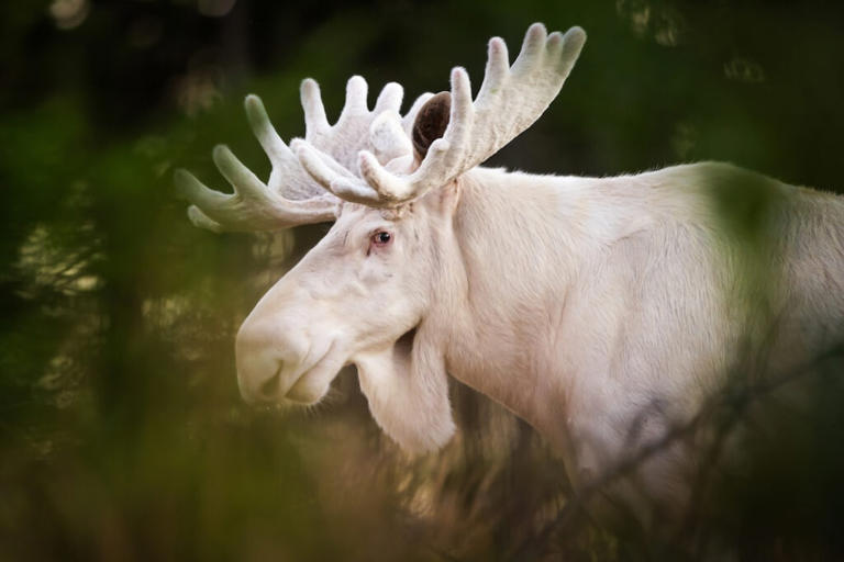 Albino animals are considered outsiders in nature