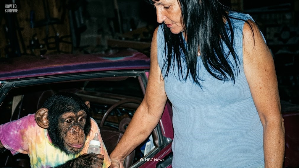 She raised the chimp like a baby for 14 years - then it snapped