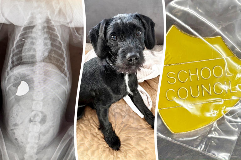 Puppy rushed for emergency surgery after swallowing school badge