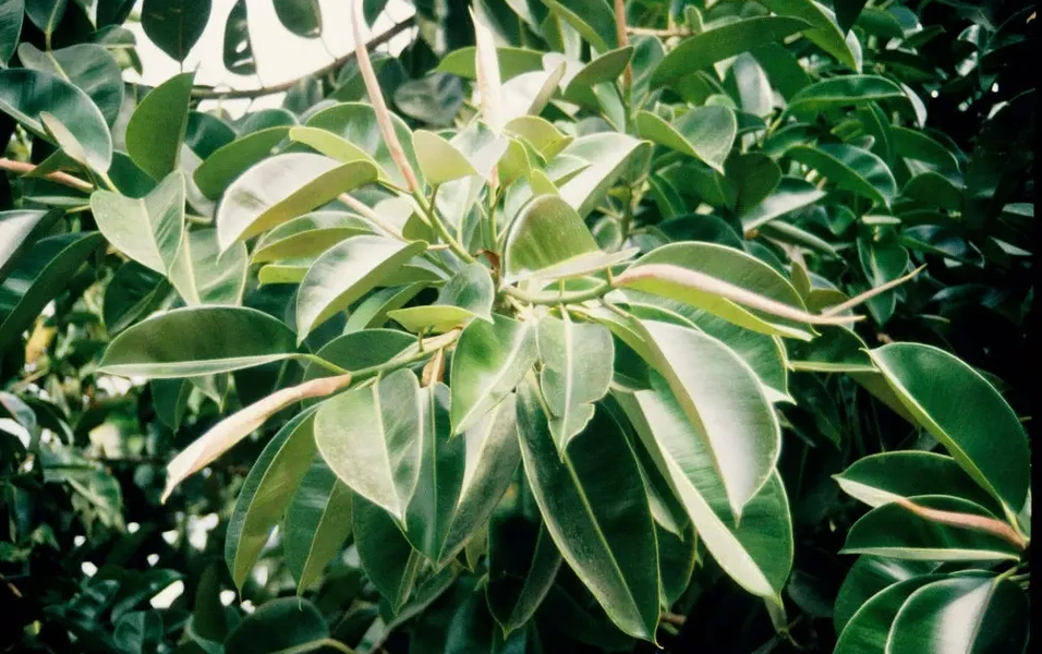 Rubber plant care made simple for plant lovers