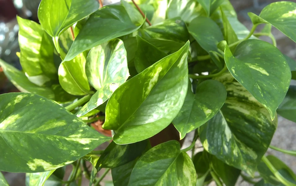 Pothos care tips for thriving vines