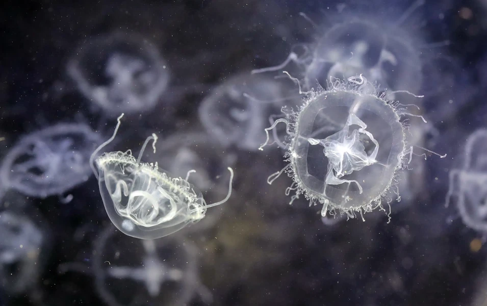 Freshwater jellyfish spreads quietly as public awareness lags