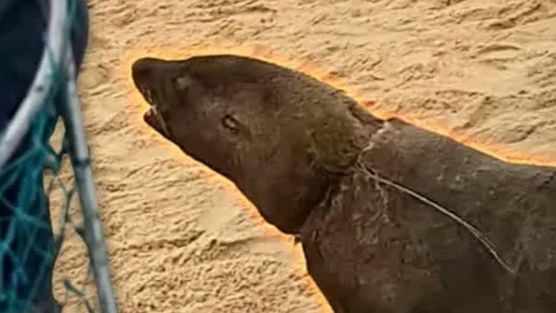 The zipper broke - the massive seal almost escaped the rescue