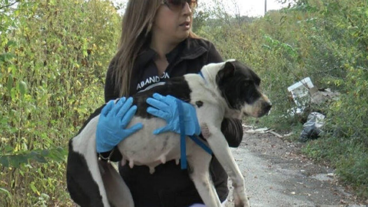 A woman rescued a dog from an infamous dumping ground then a block away ...