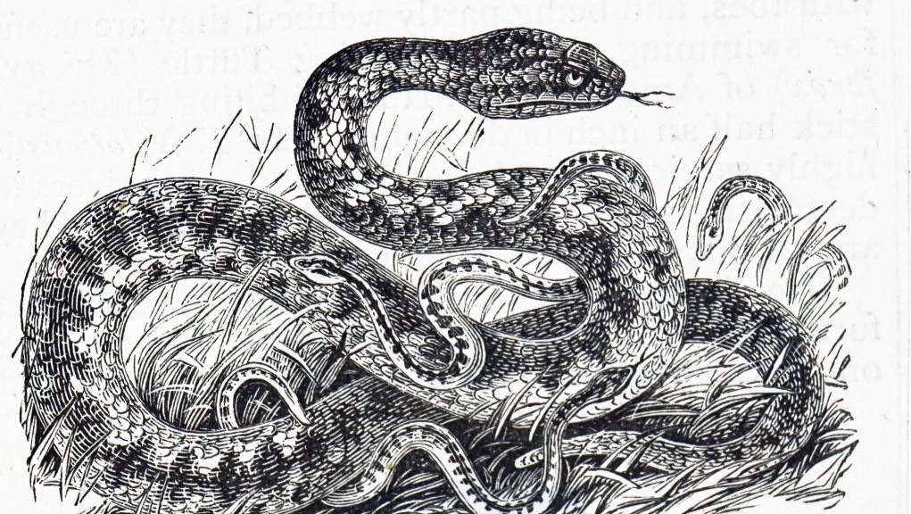 Walker hospitalised after suspected adder bite near Glasgow
