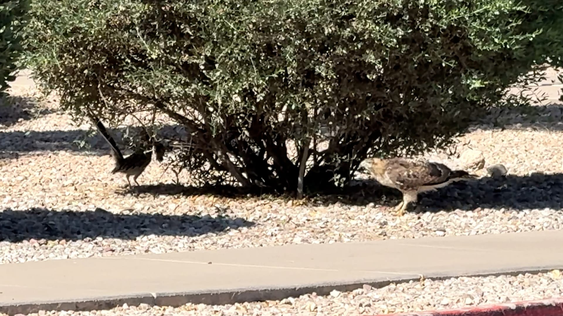 Real-life road runner moment as bird pursued by hawk
