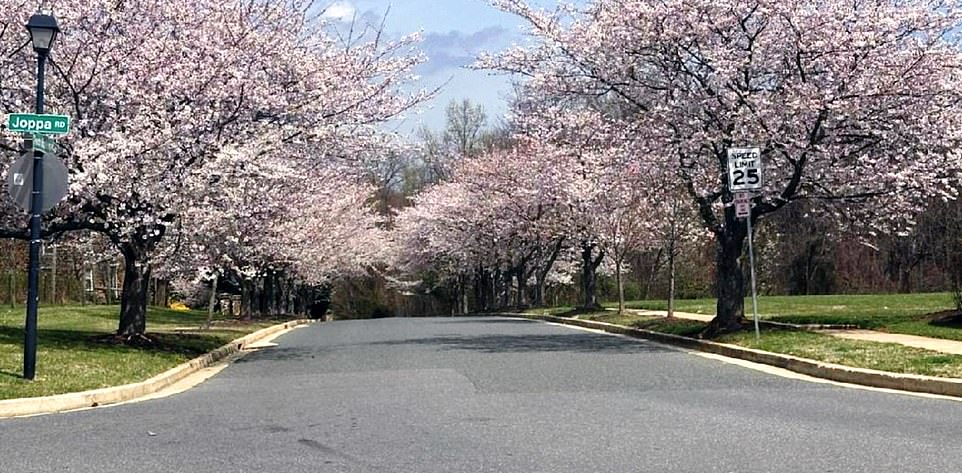 Maryland suburb outraged after cherry blossom trees cut down