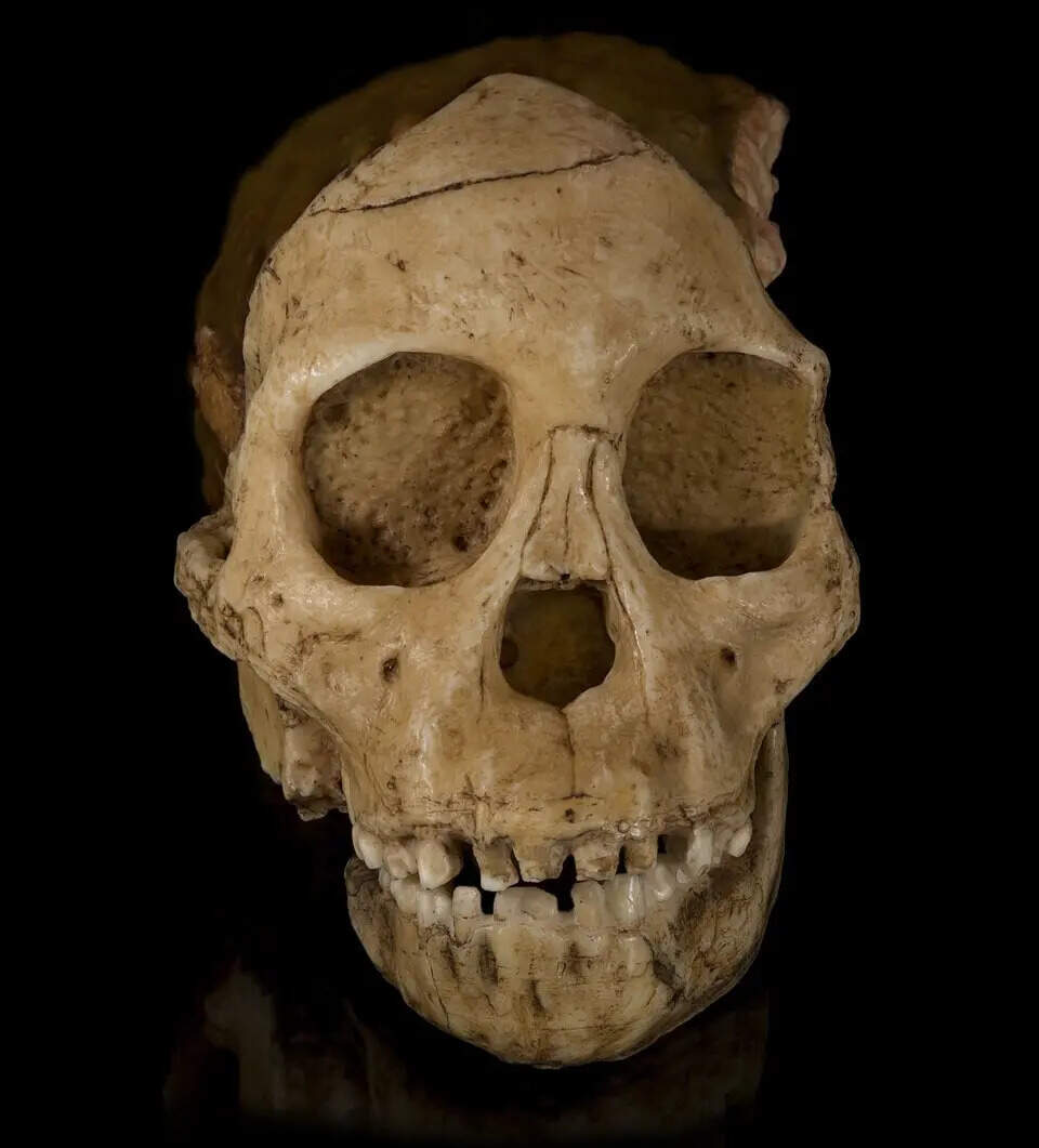 In 1924, a blast in a South African quarry uncovered a tiny skull that ...