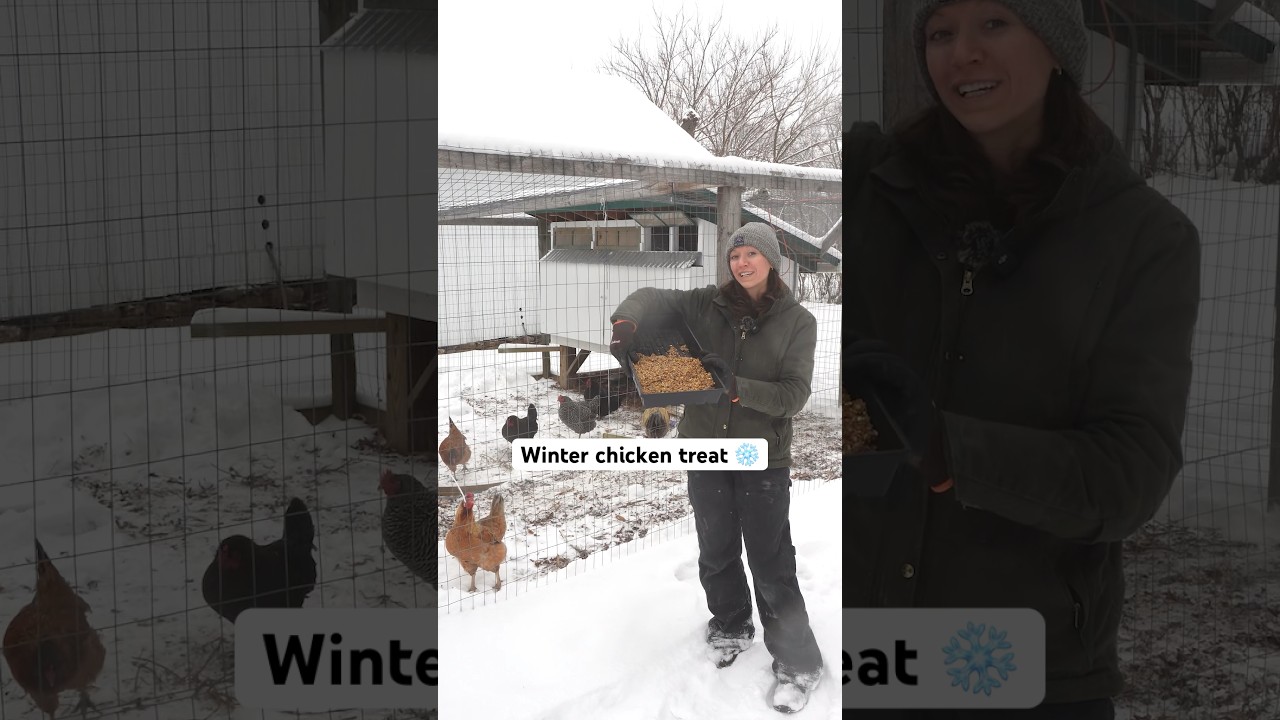 Make simple winter treats for backyard chicken health