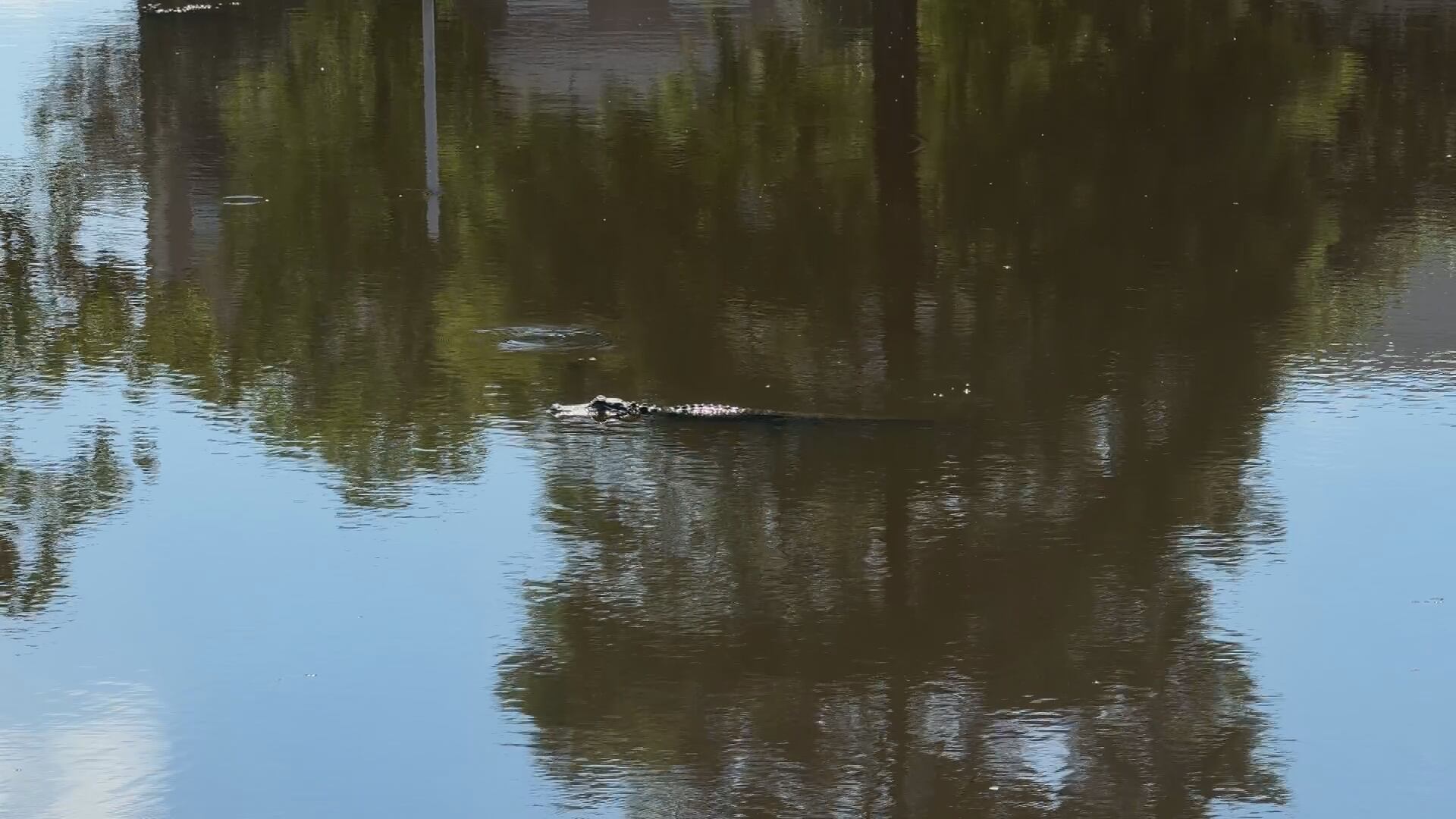 Small alligator spotted in pond on Texas A&M campus