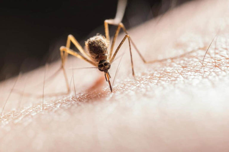 Guerra aos mosquitos: as soluções tecnológicas para proteger o teu quarto