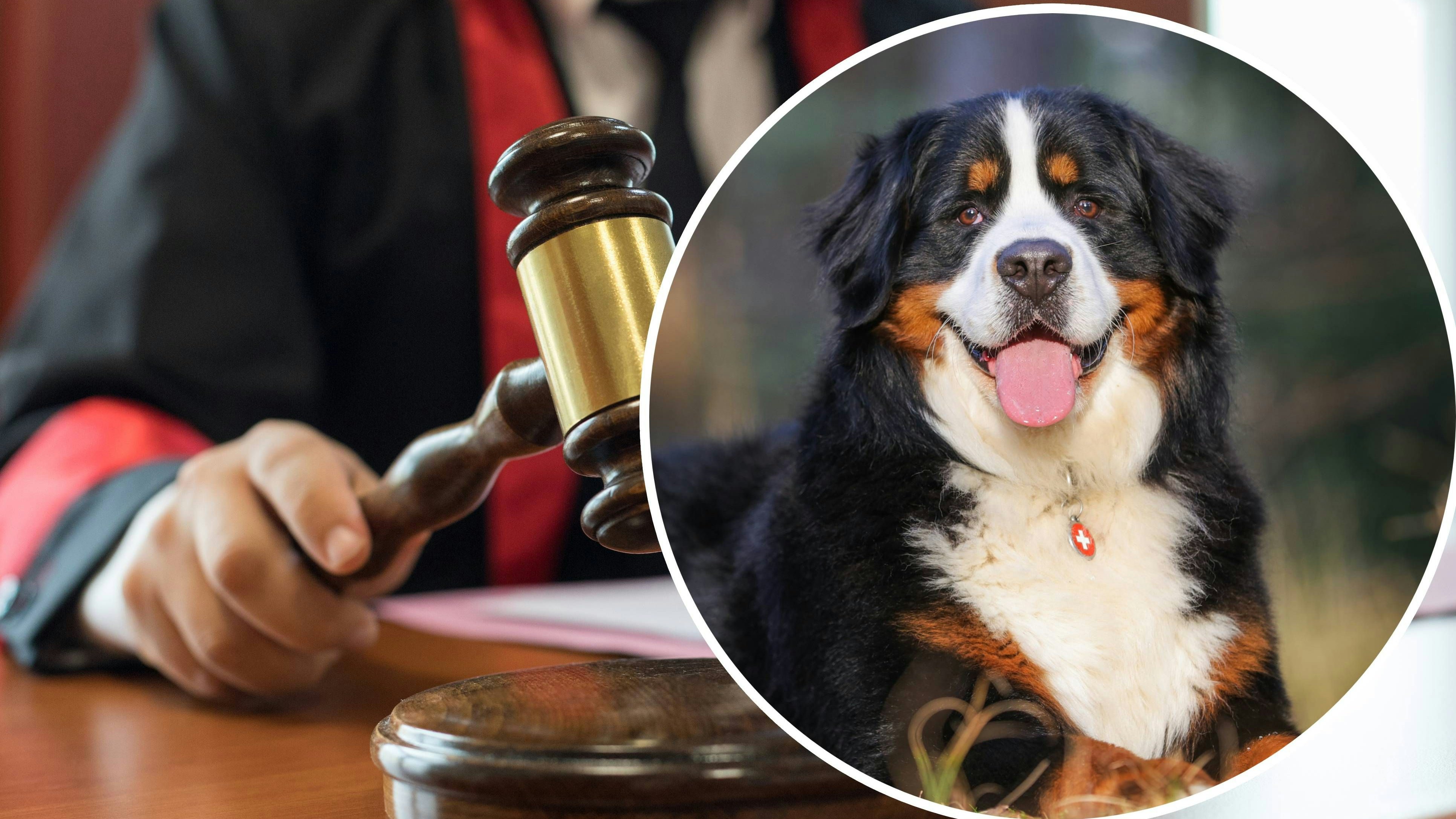 Berner Sennenhund brach zusammen – Herrchen vor Gericht