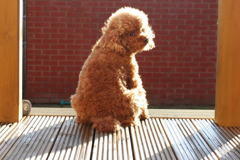 Vet issues urgent dog cancer warning as warm weather hits Scotland