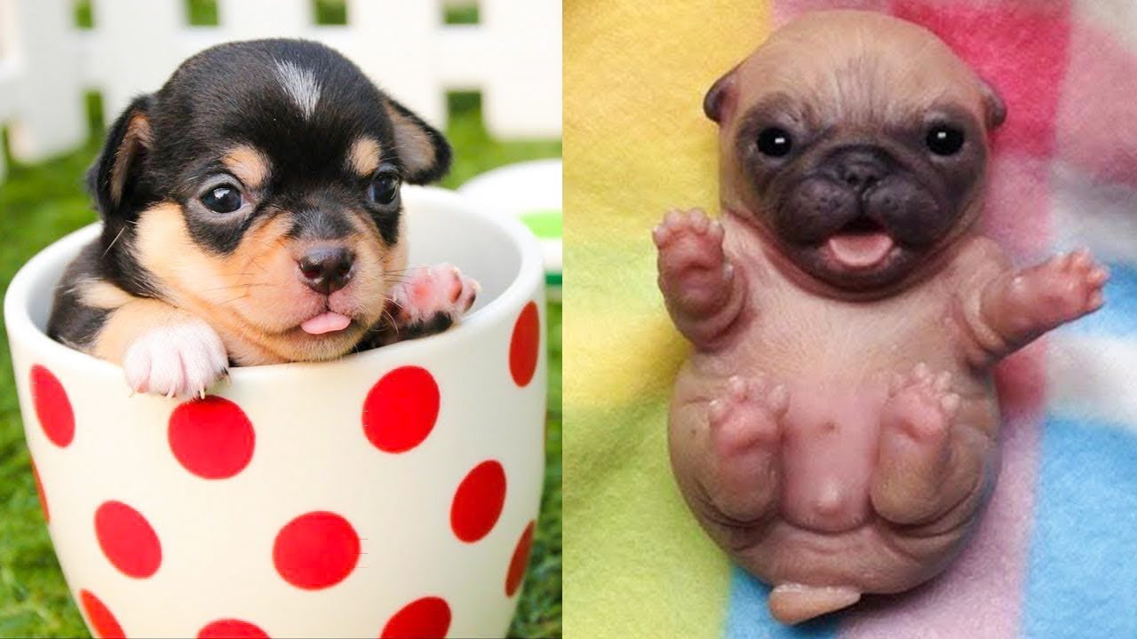 Tiny faces full of sweet little wonder