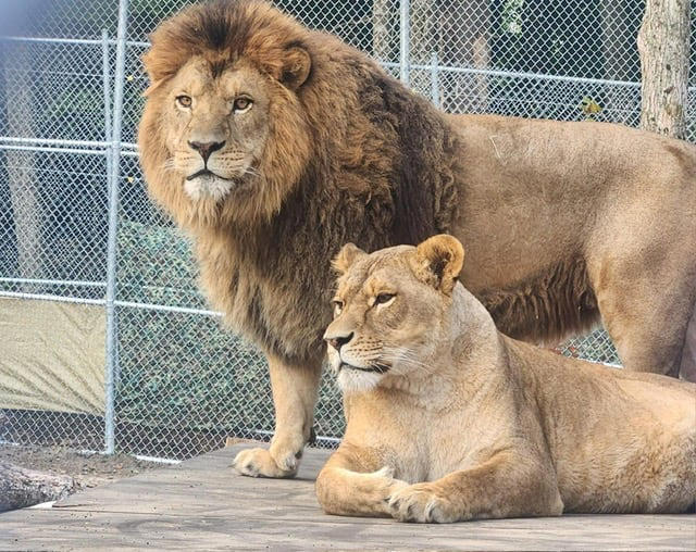 Wildlife sanctuary, neighbours in rift over potentially housing large ...