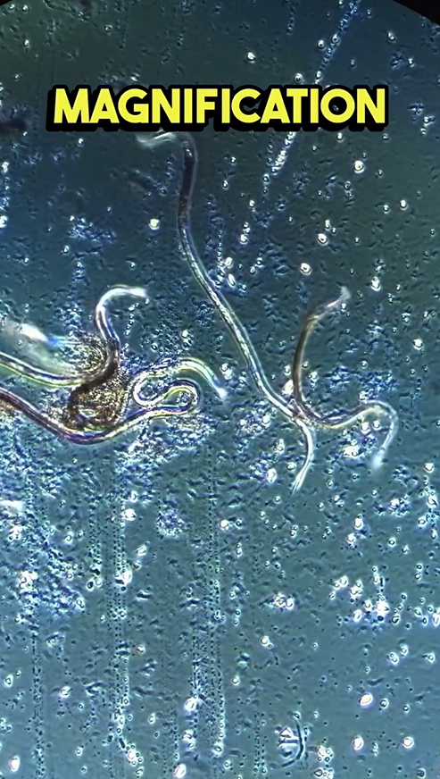 Testing a generic water filter under the microscope