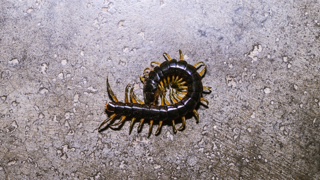 Martha Stewart promotes non-toxic centipede control tips