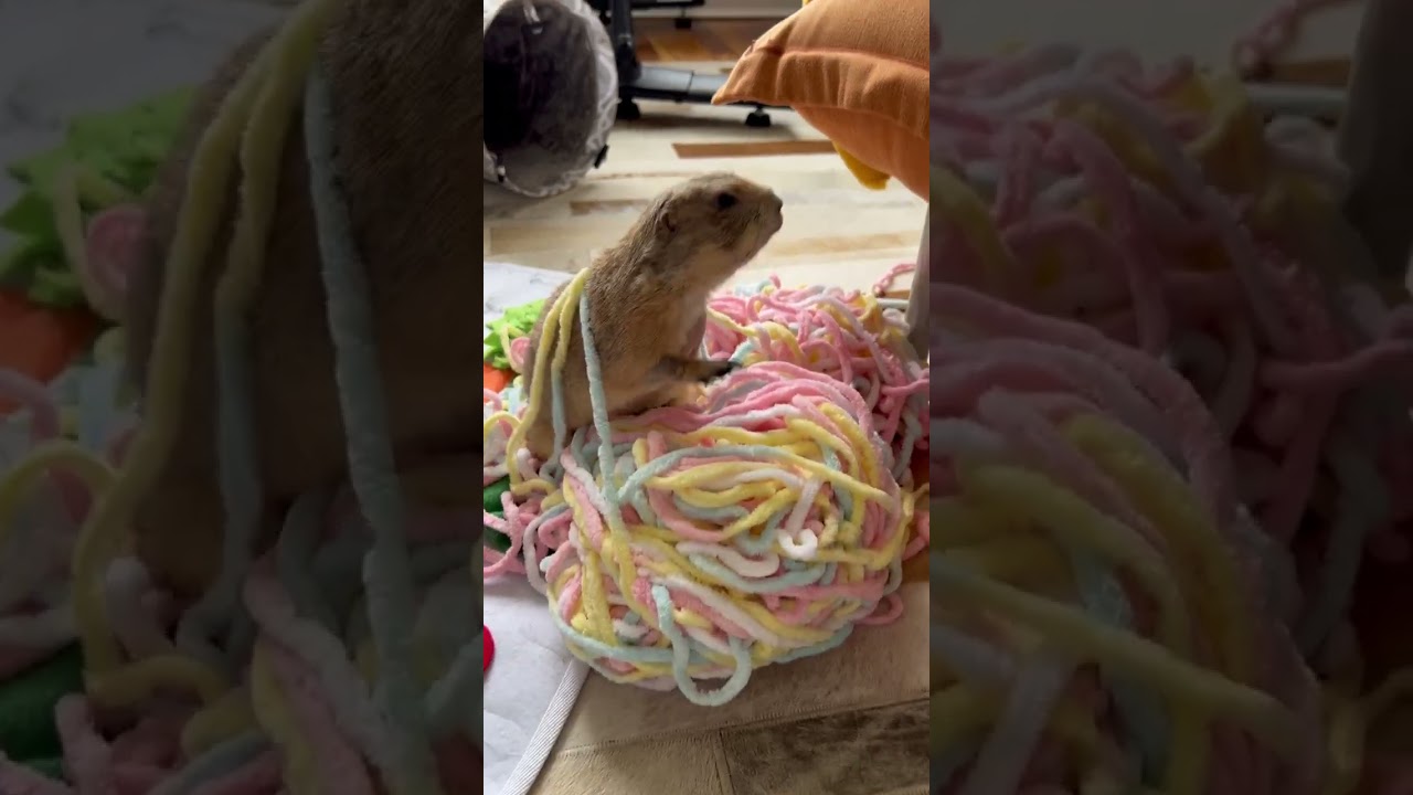 This prairie dog finds joy in the simplest toy