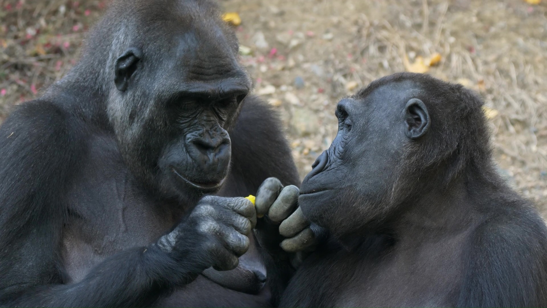 Rare gorilla interaction reveals deep emotional connection