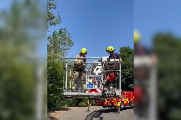 Watch as cat stuck in tree for more than 24 hours rescued by fire crews