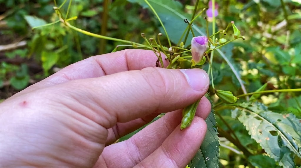 Watch what happens when the world’s most invasive flower turns into a ...