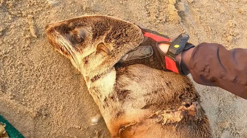 Watch rescuers race to save three entangled seals - and it’s heartbreaking