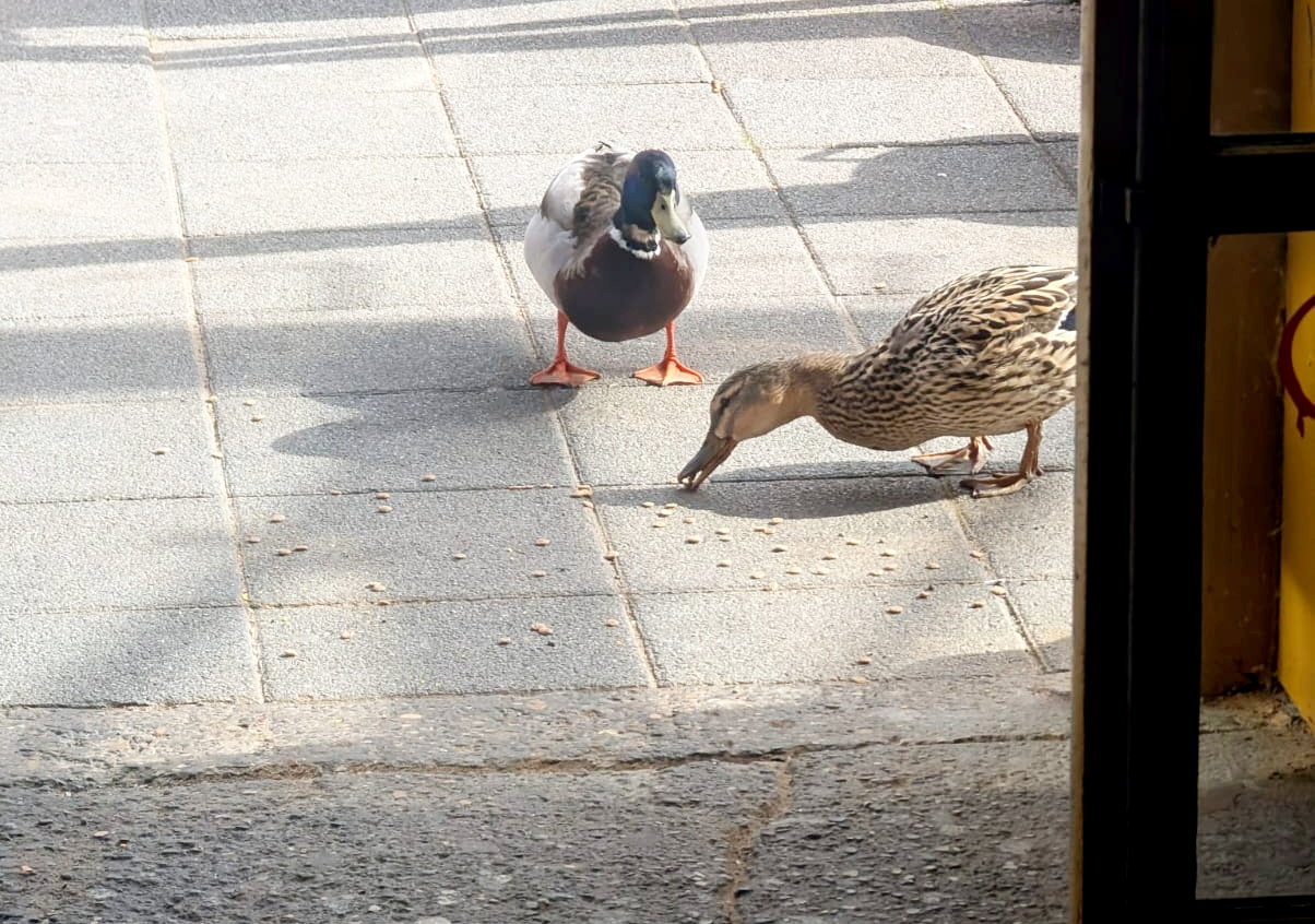 Two ducks become unlikely regulars at local pub