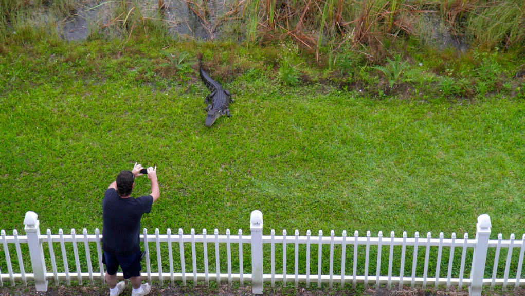 Calm 9-foot alligator roams NC neighborhood before capture