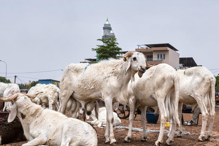 A bitter Eid al-Adha in Mali's capital as al-Qaida-linked blockade ...