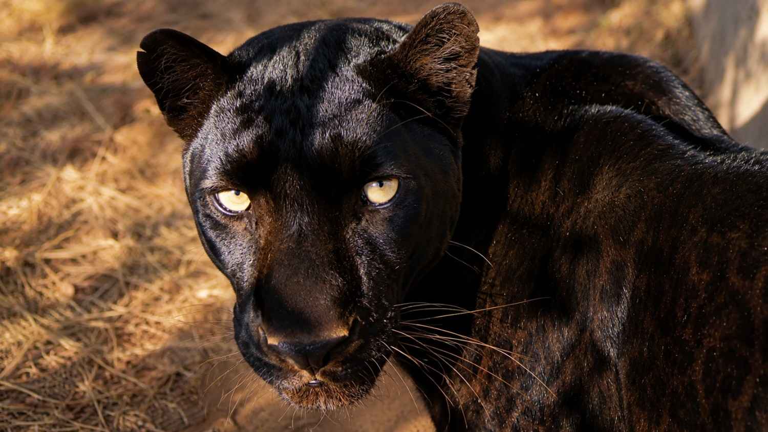 This black leopard looked calm until she wanted something