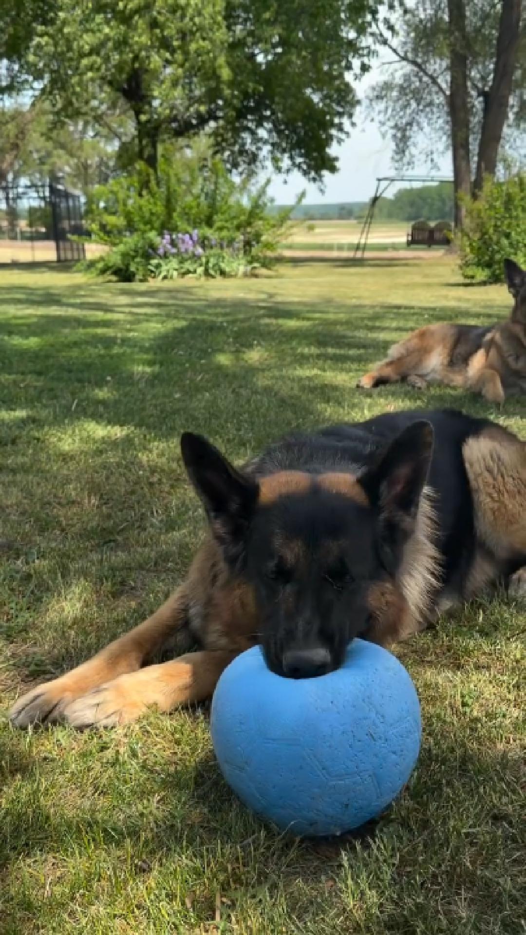 A day in the life with everyone’s favorite shepherd