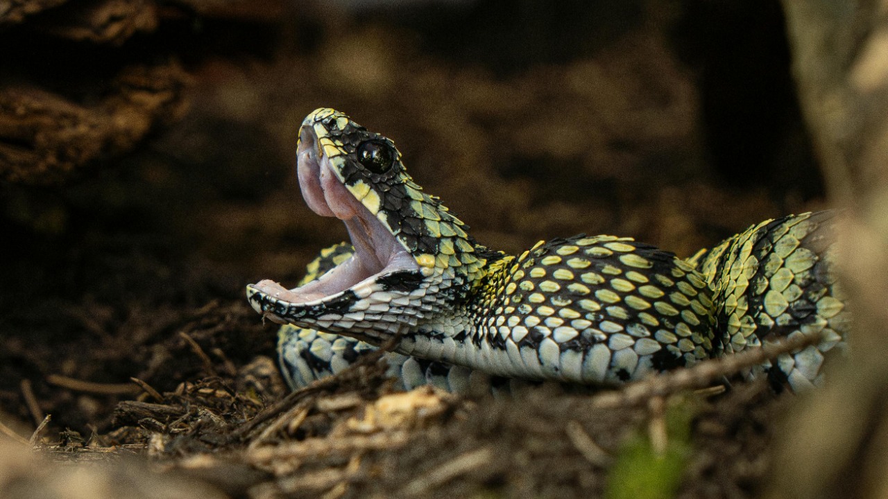 The Himalayan pit viper just turned out to be five different species ...