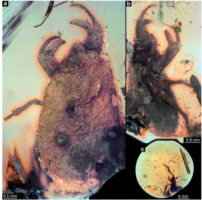 This 100-million-year-old bug had crab-like claws unlike those of any ...