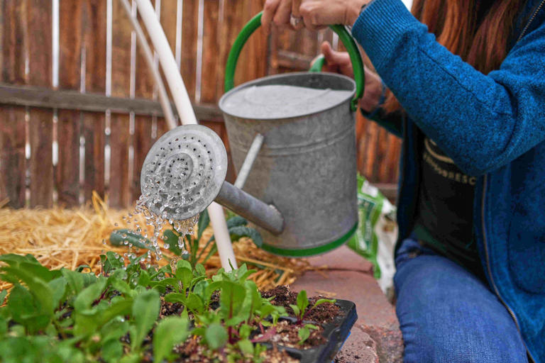 Five common gardening myths debunked that could be ruining your plants