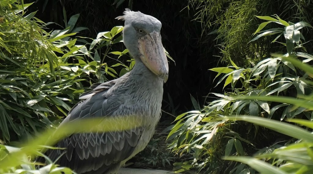This 'dinosaur bird' makes noises straight out of a war zone