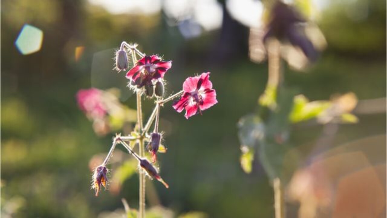 Lücken im Garten füllen: 5 hübsche Stauden, die schnell wachsen