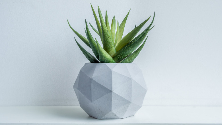 How to correctly grow and take care of aloe vera plants