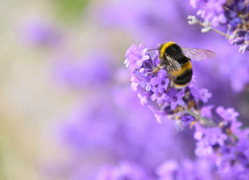 Make your garden a wildlife paradise with the 20 best summer plants for ...